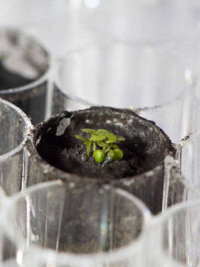 Scientists Grow Plants in Moon Soil for First Time - DiGiTAL BiRYANi